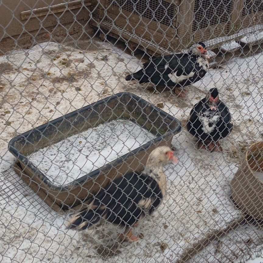 Индоутки и петухи