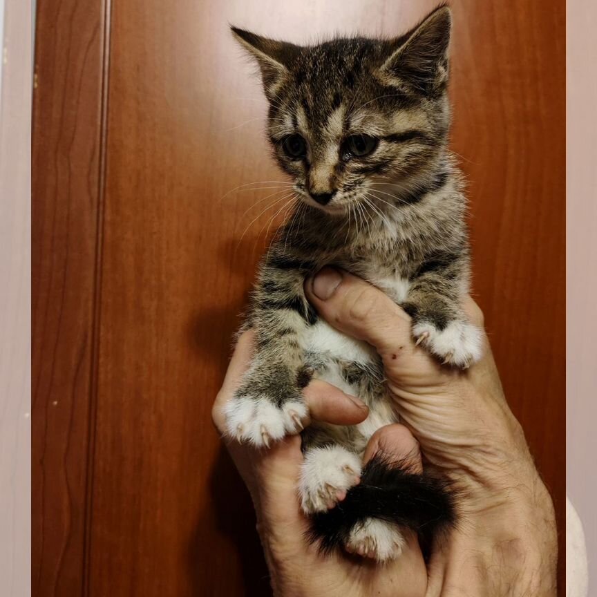 Котёнок в добрые руки