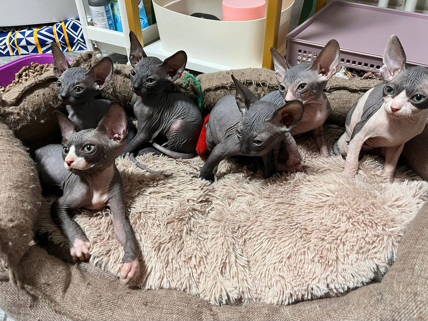 Лысые котята сфинкс