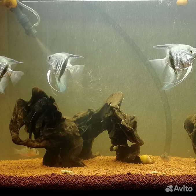 Анциструс, скалярия, ампулярии