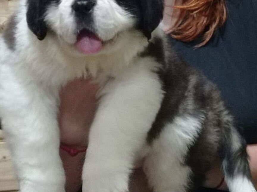 Щенки сенбернара