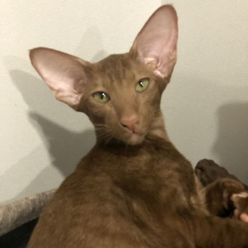 Ориентальная цинамоновая красота