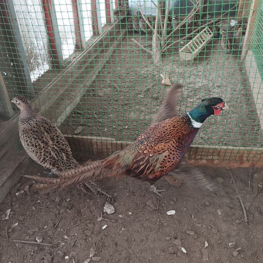 Семья фазанов