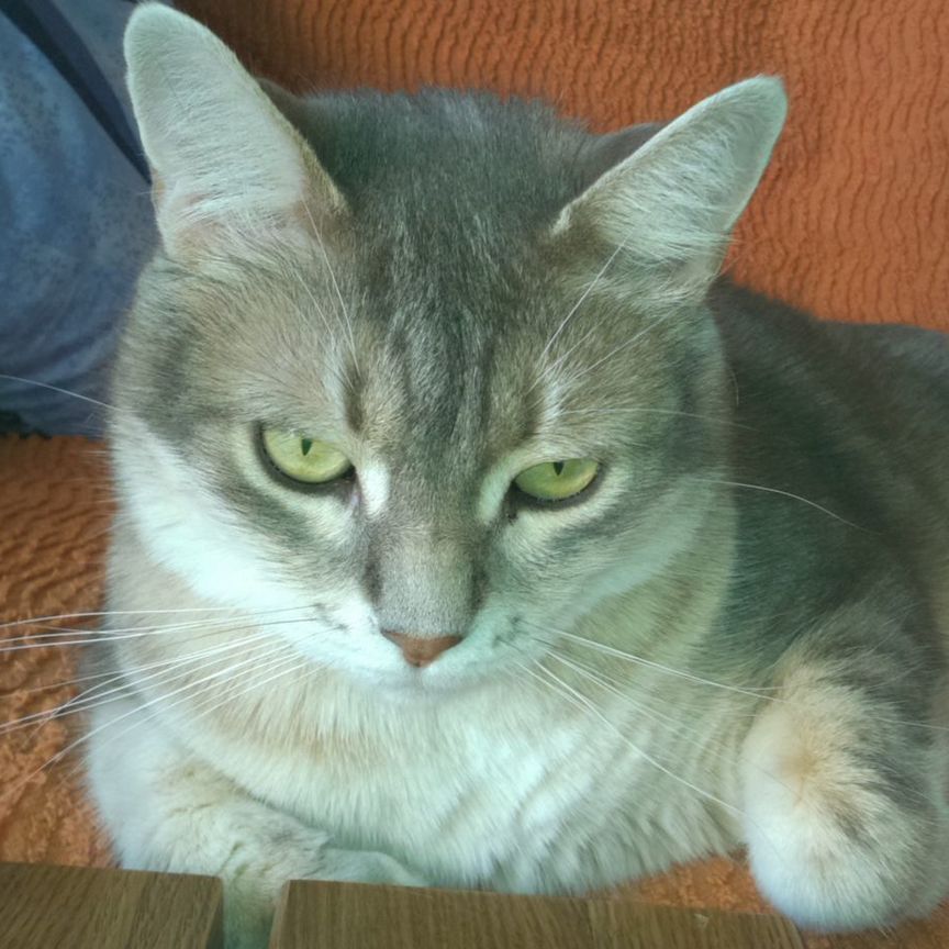 Британский длинношёрстный, взрослый кот