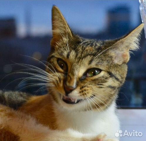 Чудесная игривая Котофея 9,5 мес ищет дом