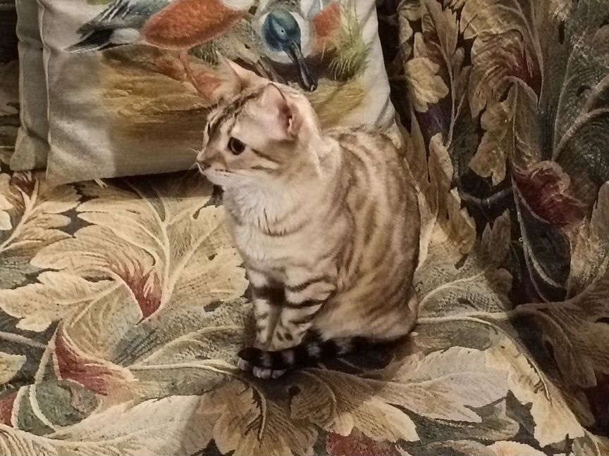 Кошка породистая в ответственные руки