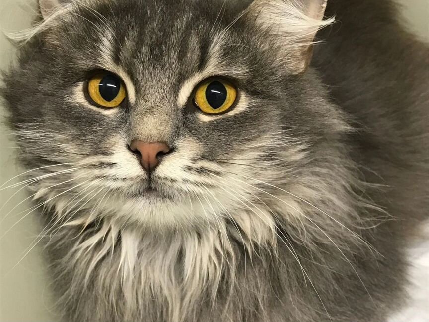 Котик Смоки ищет дом