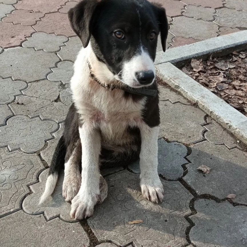 Щенок в добрые руки