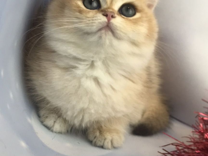 Британские кошечки
