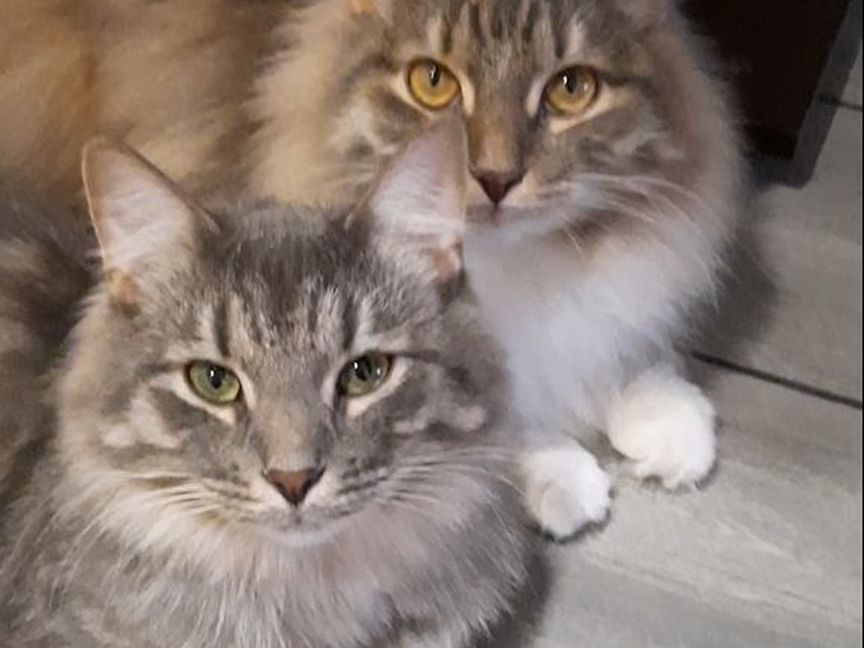 Коты