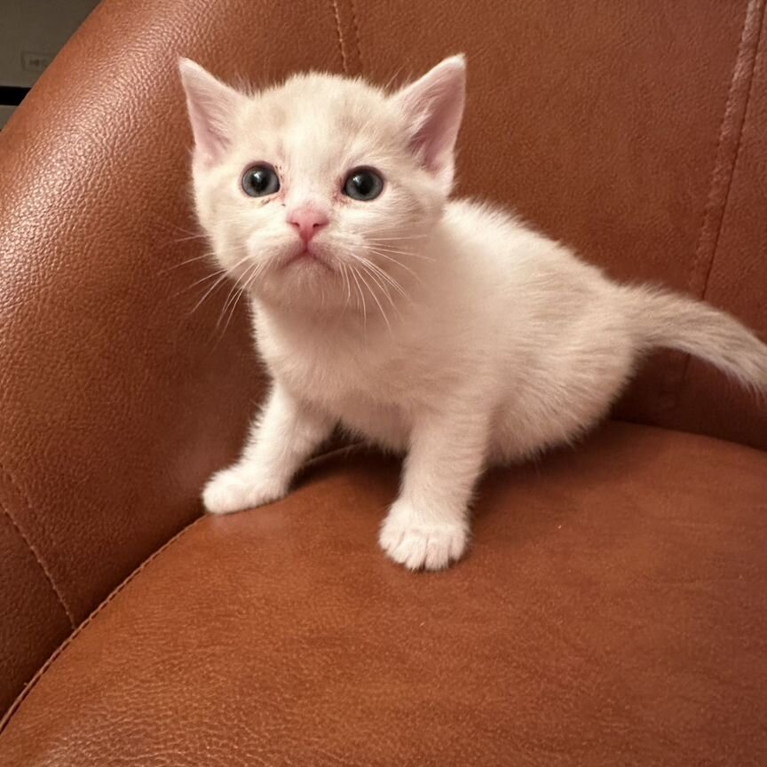 Британские котята