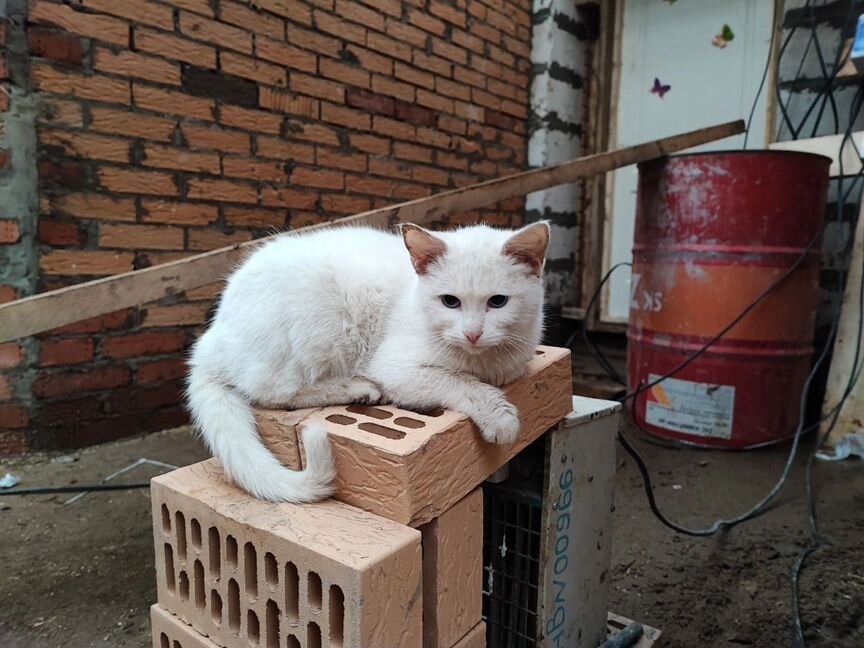 Кошка