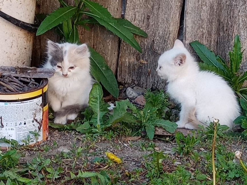 Котята в добрые руки