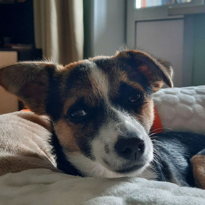 Щенок джек рассел помесь