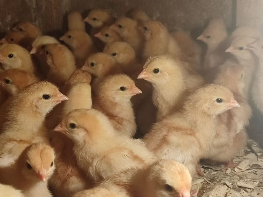 Цыплята несушки курочки ломан браун