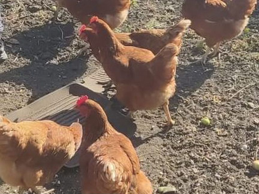 Куры молодки несушки