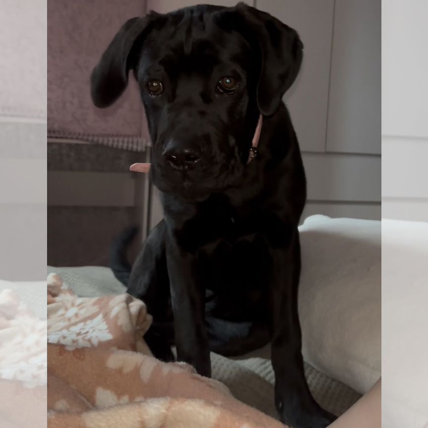 Кане-корсо, щенок