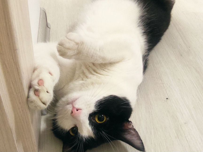 Кот-мышелов