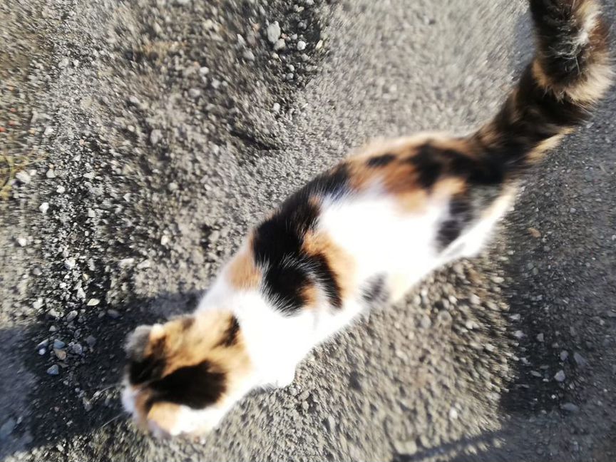 Бездомная кошка