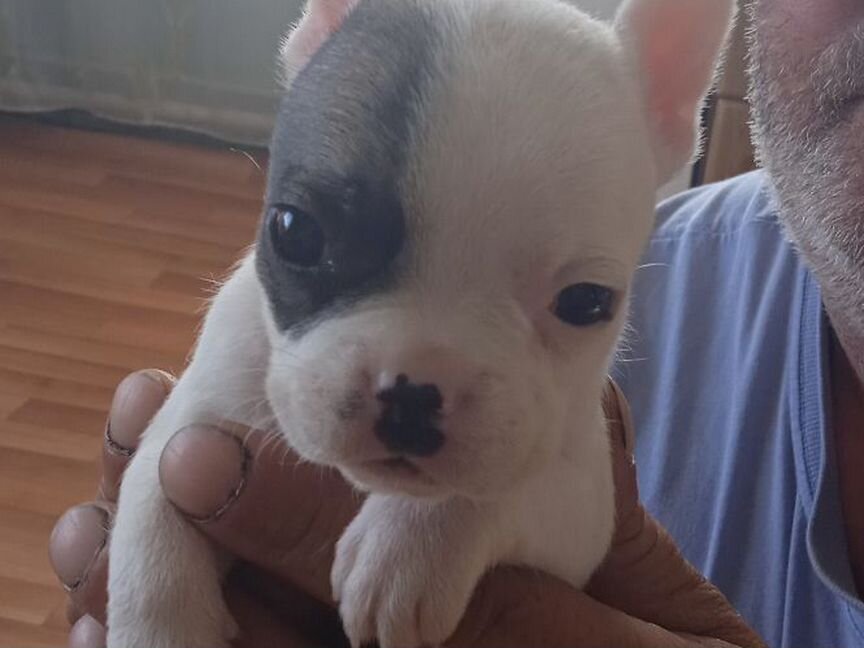 Щенки французского бульдога