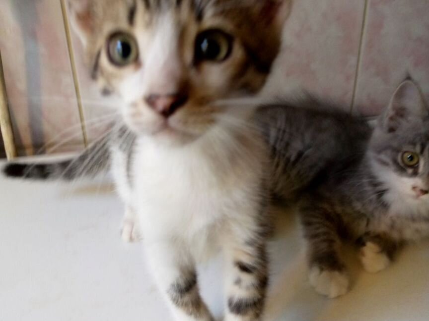 Котик 2 месяца отдаем в надёжные руки