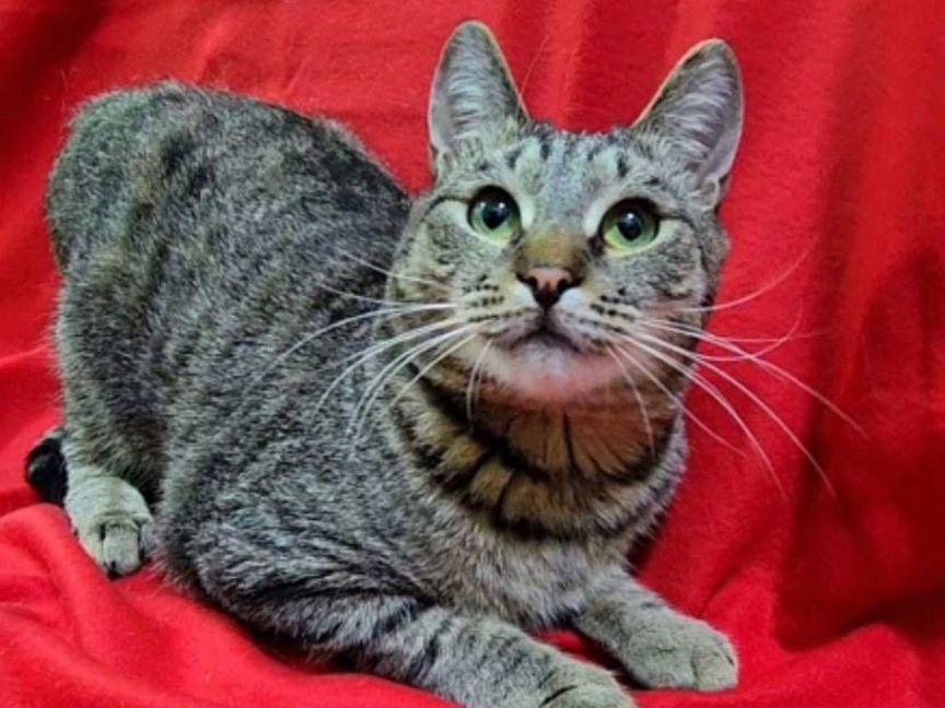 Котенок Обнимашкин в поисках дома