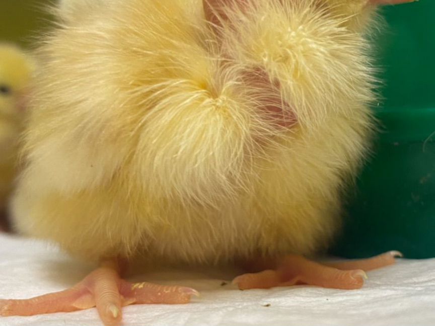 Голошейка красная (кросс, не порода)