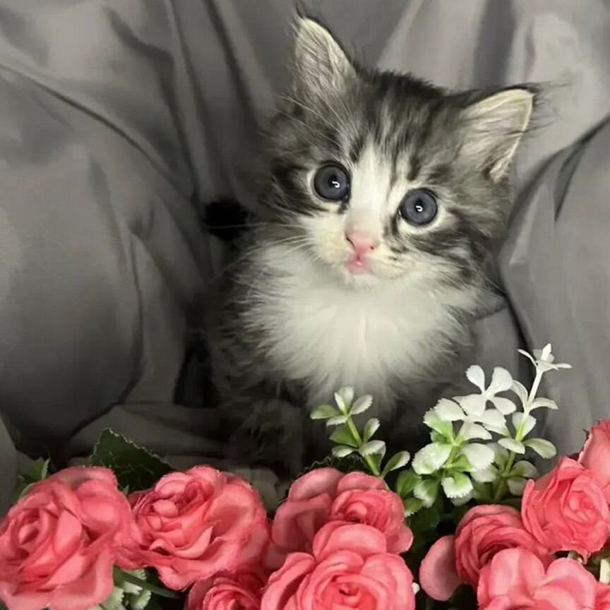 Сибирский котёнок