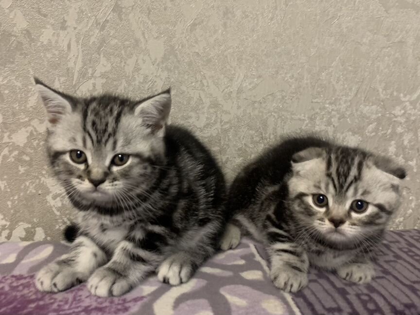Шотландские вислоухие котята
