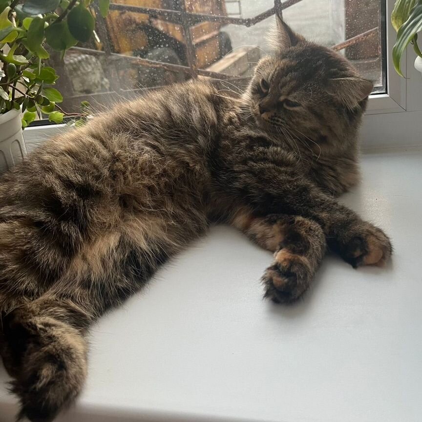 Британская длинношёрстная, взрослая кошка