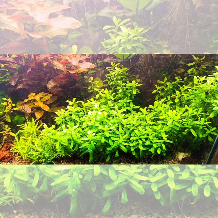 Аквариумное растение
