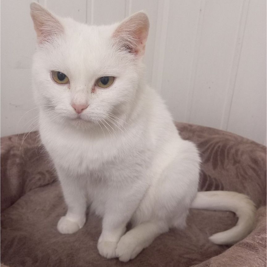 Взрослая кошка в добрые руки