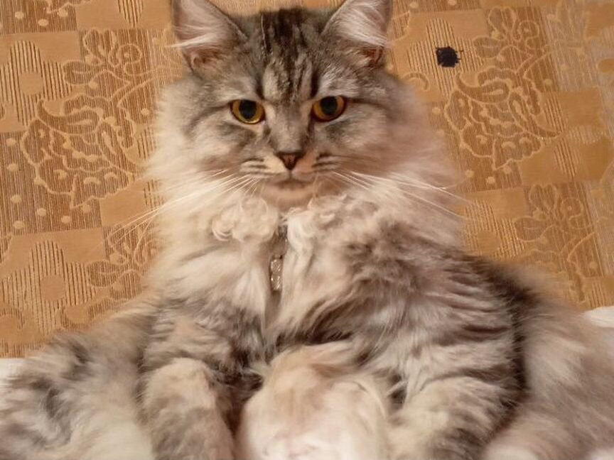 Кошка в дар бесплатно