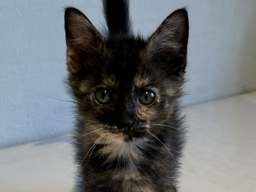 Черепаховый котенок