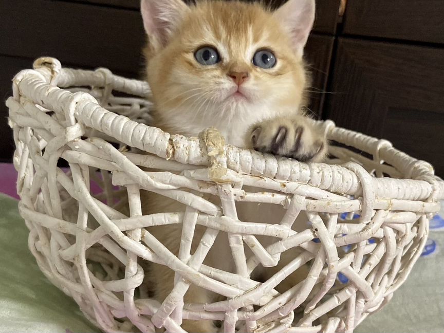 Британская кошечка Джанет