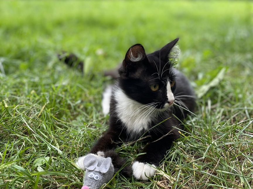Котёнок в добрые руки
