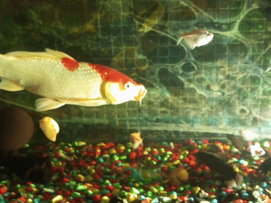 Рыба для вквариума