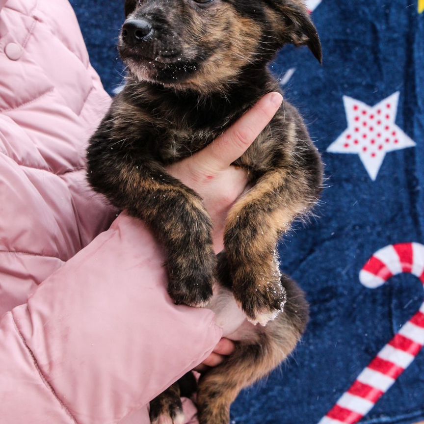 Щенок в добрые руки