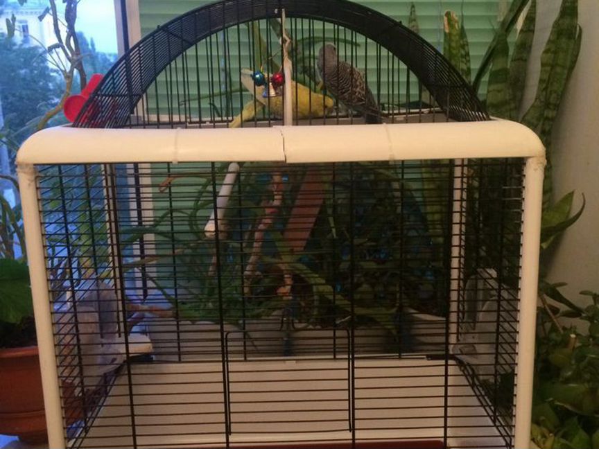 Клетка большая,читаем описание