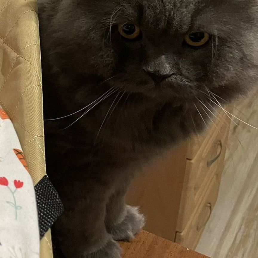 Красавчик в добрые руки