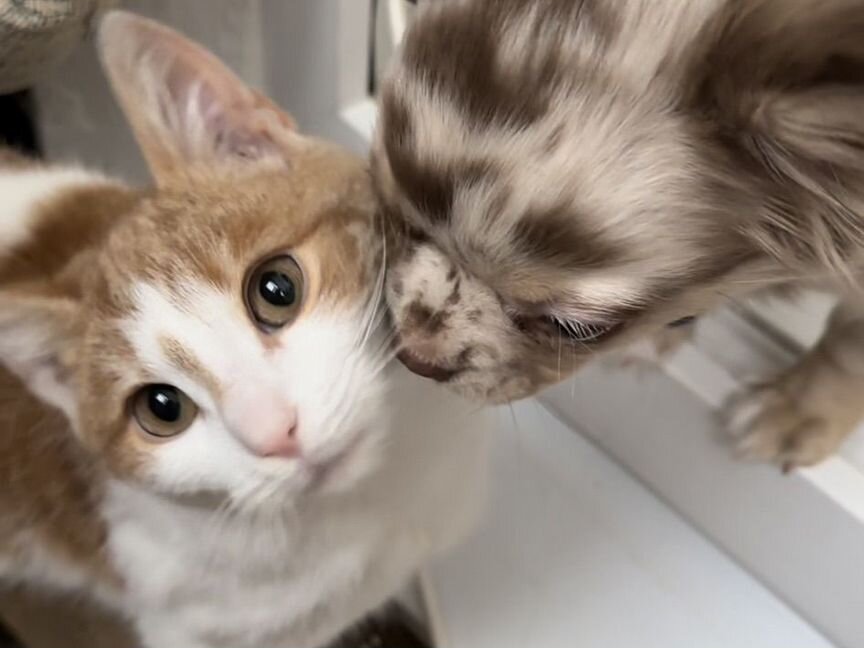 Очень дружелюбный котенок кот рыжий белый