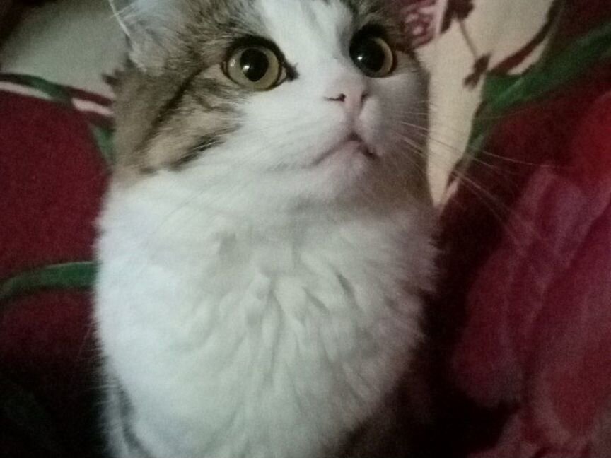 Очень нужен новый дом Котик в добрые руки