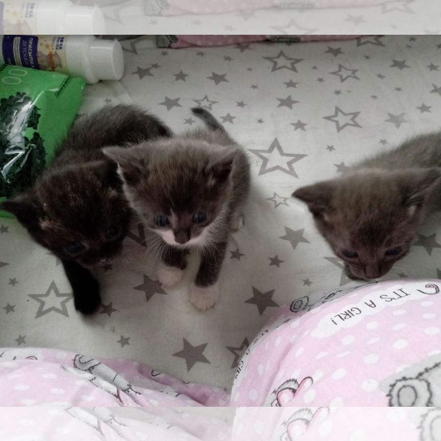 Русский голубой котёнок