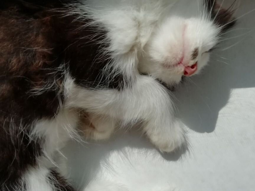Котики и кошечки ждут своих хозяев
