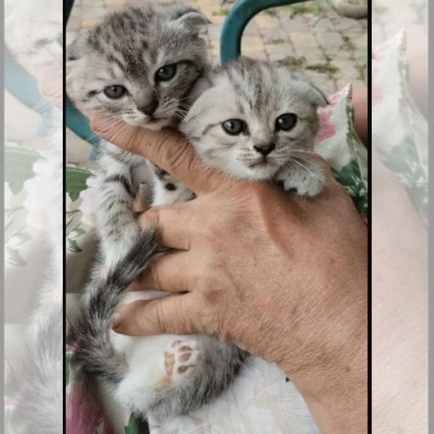 Котята вислоухие