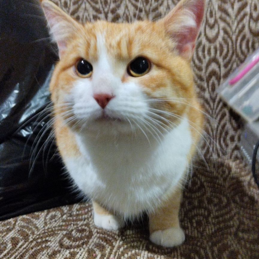 Взрослый кот в добрые руки