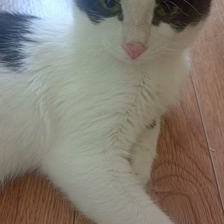 Котик в добрые руки мальчик