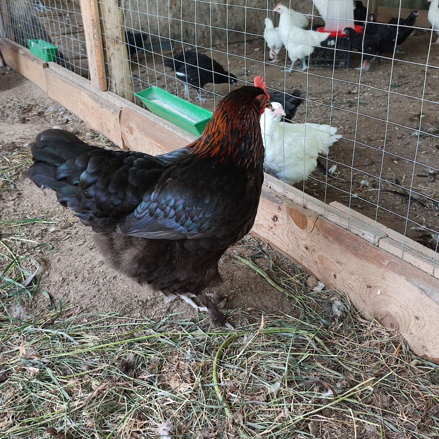 Семья кур породы Маран чёрно медный