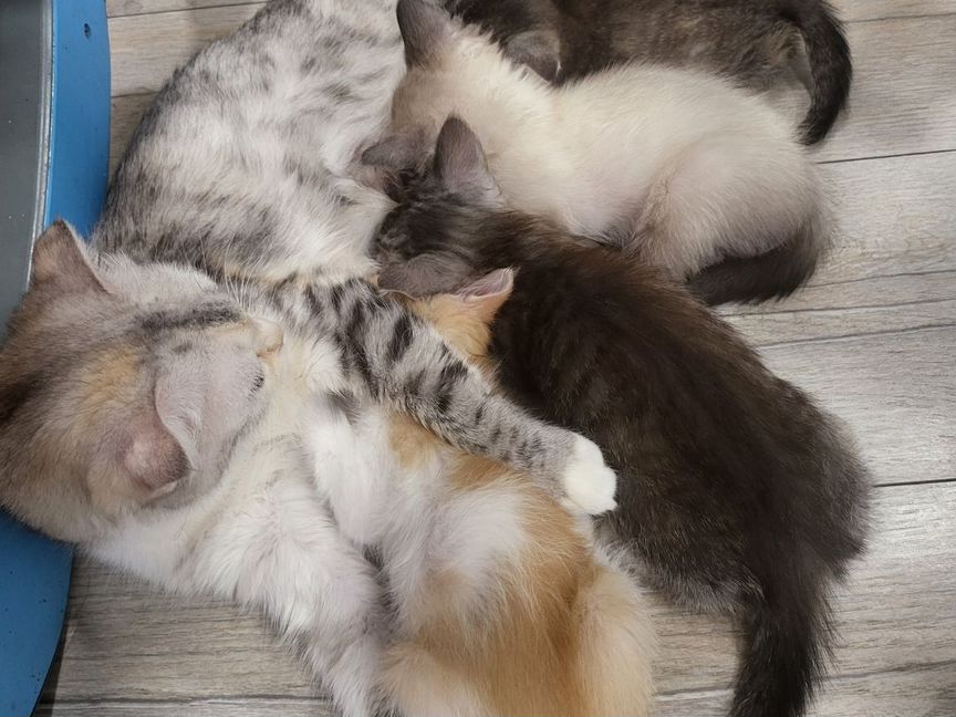 Кошка