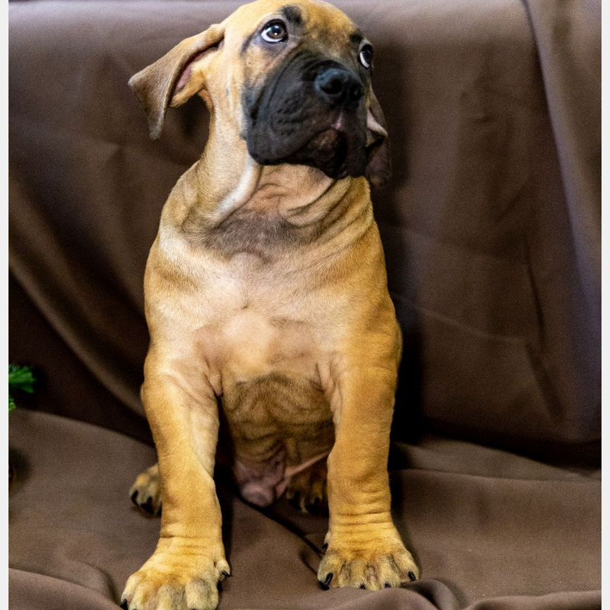 Южноафриканский бурбуль